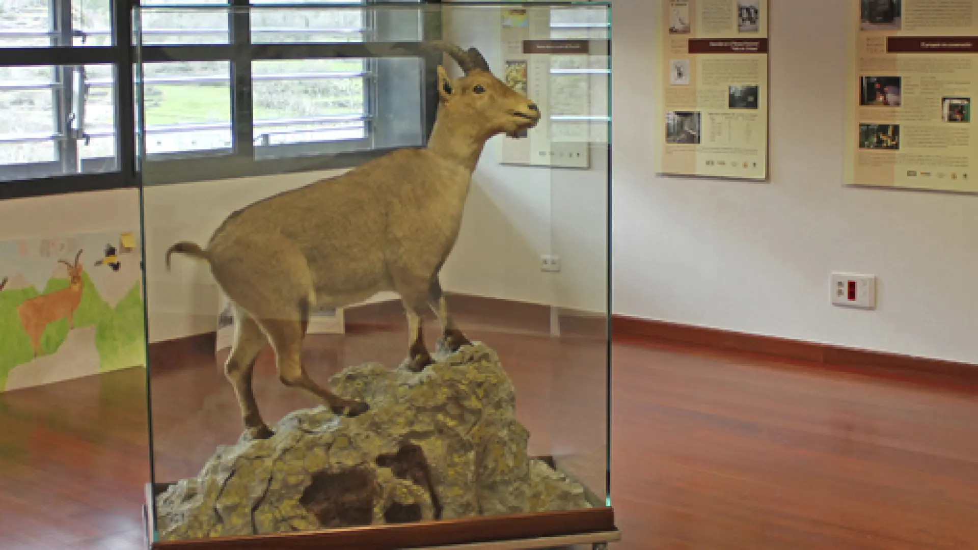 De la expansión del bucardo a su extinción: se buscan pruebas