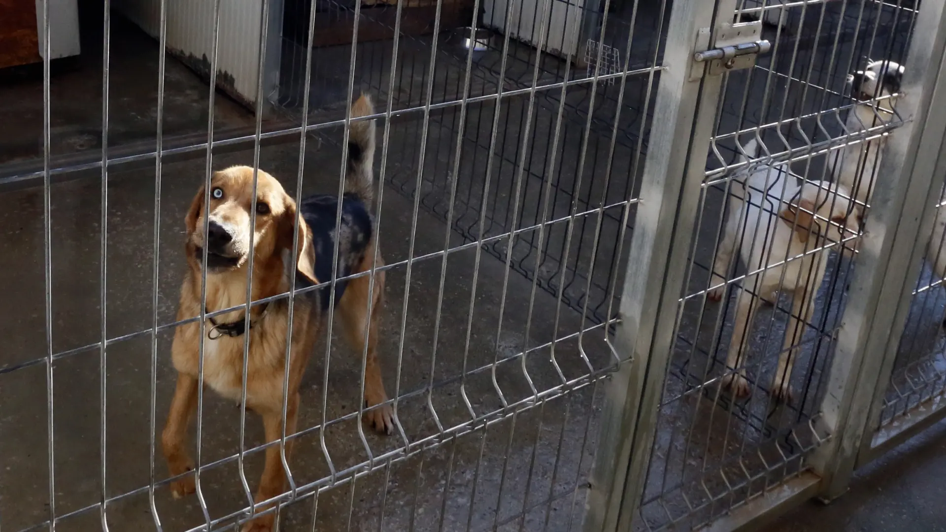 La Ley de Protección Animal puede aplazar la perrera de la DPH