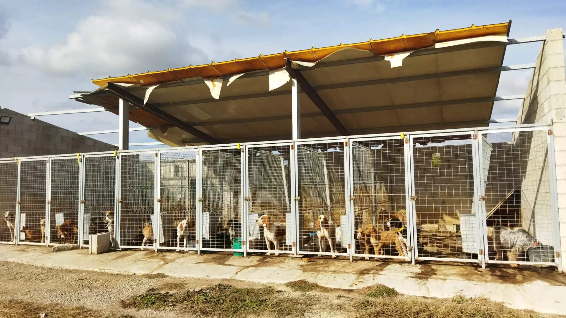 Investigan una perrera irregular y en mal estado en Tardienta