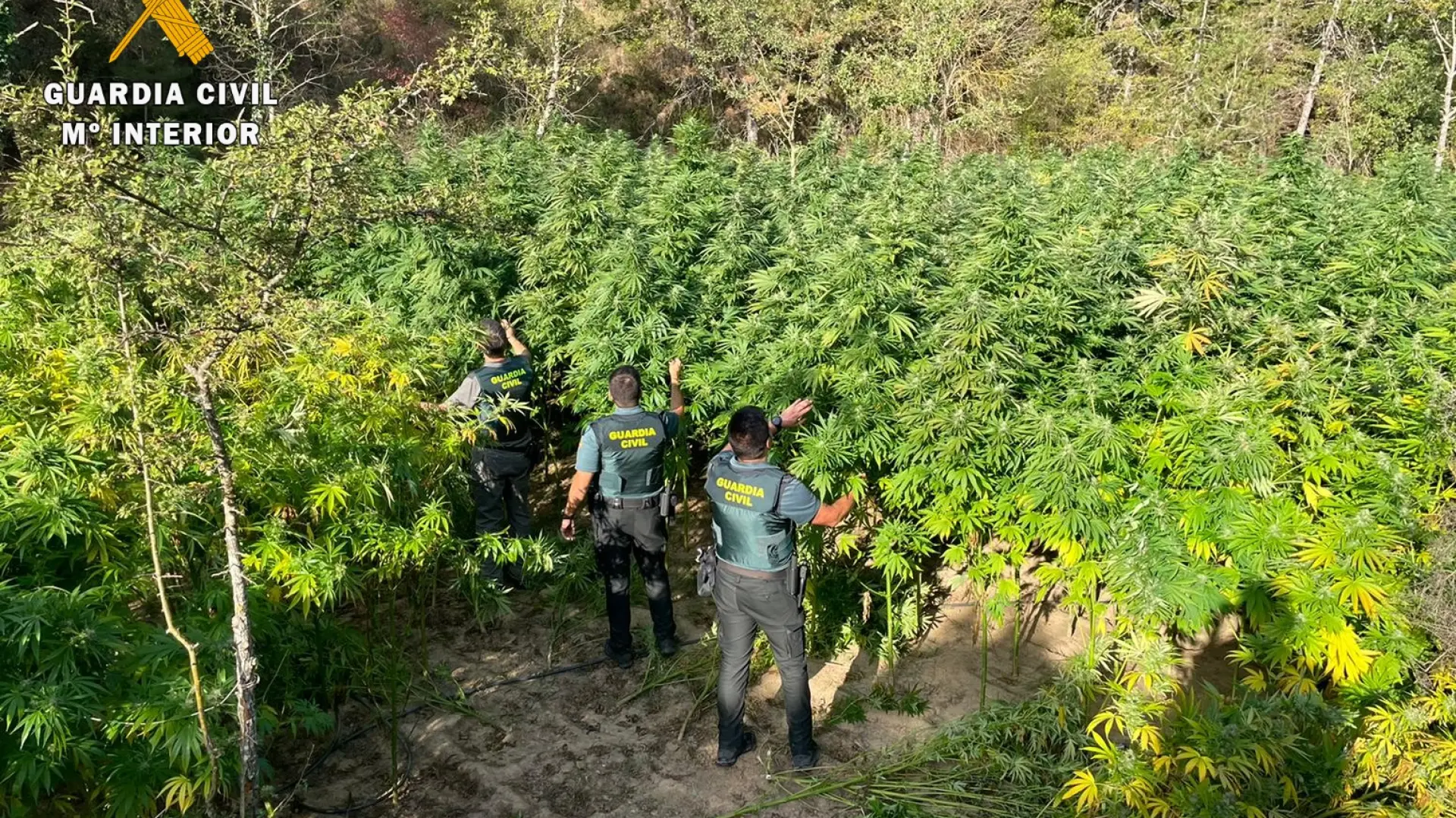 Un detenido y más de 5.000 plantas de marihuana intervenidas por la Guardia Civil en Labata