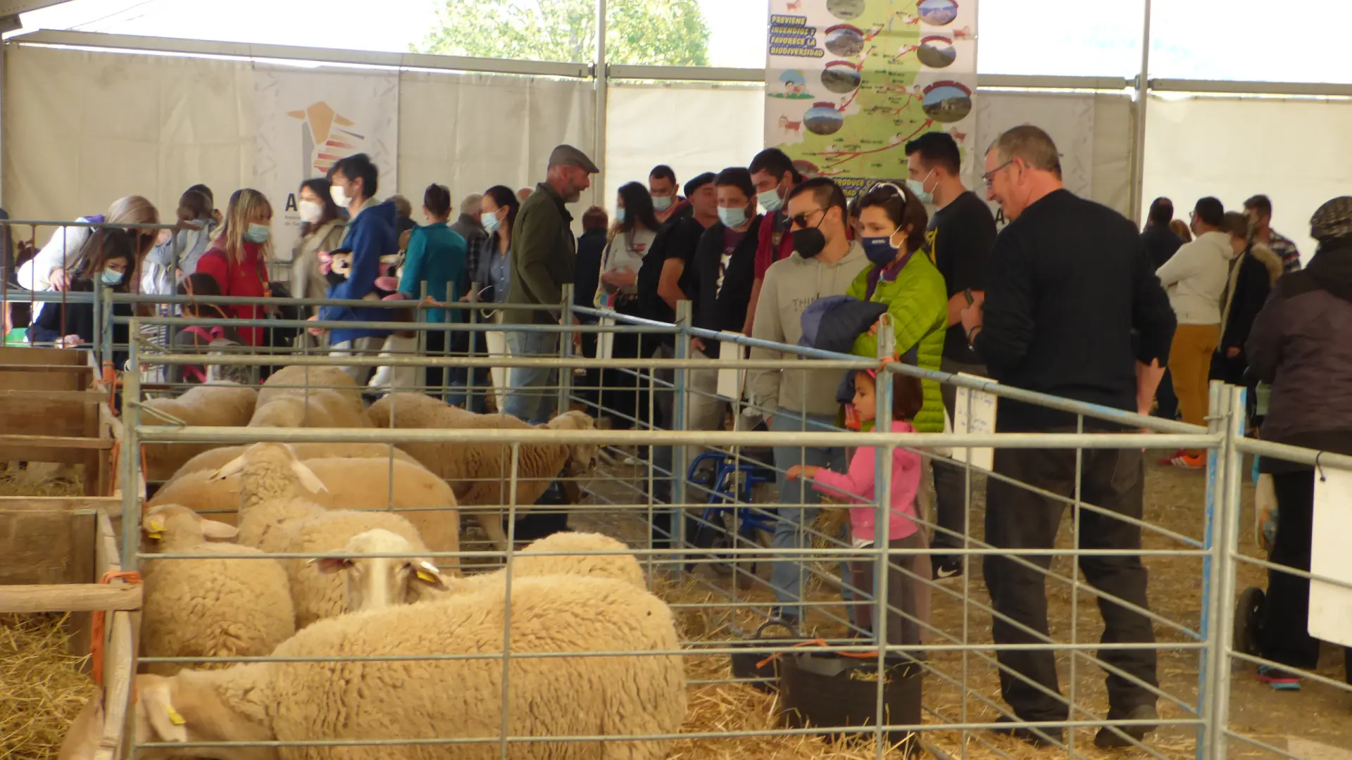 Biescas y las razas autóctonas