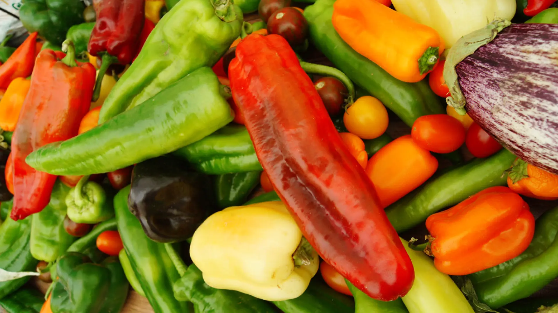 UAGA alerta de que la subida de costes pone en riesgo la huerta de Zaragoza