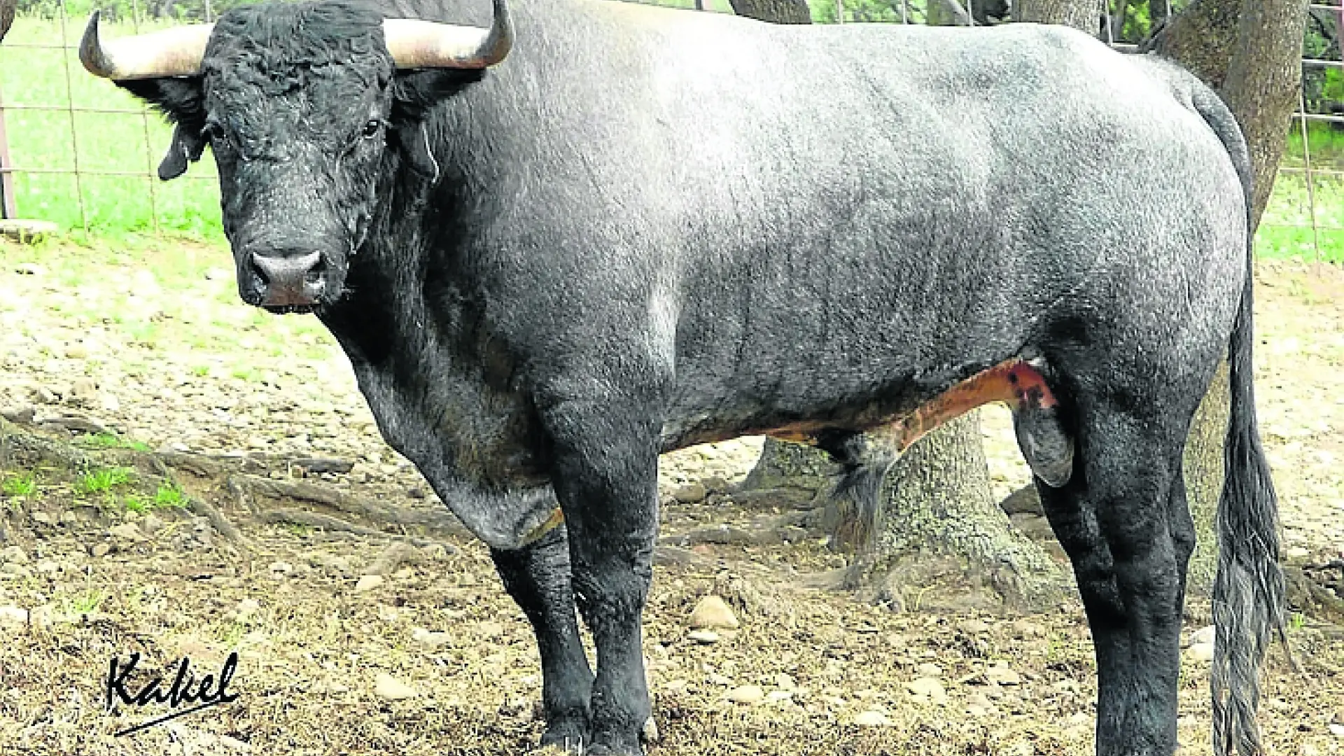 Los astados estarán presentes en el festejo del 10 de agosto | Imágenes