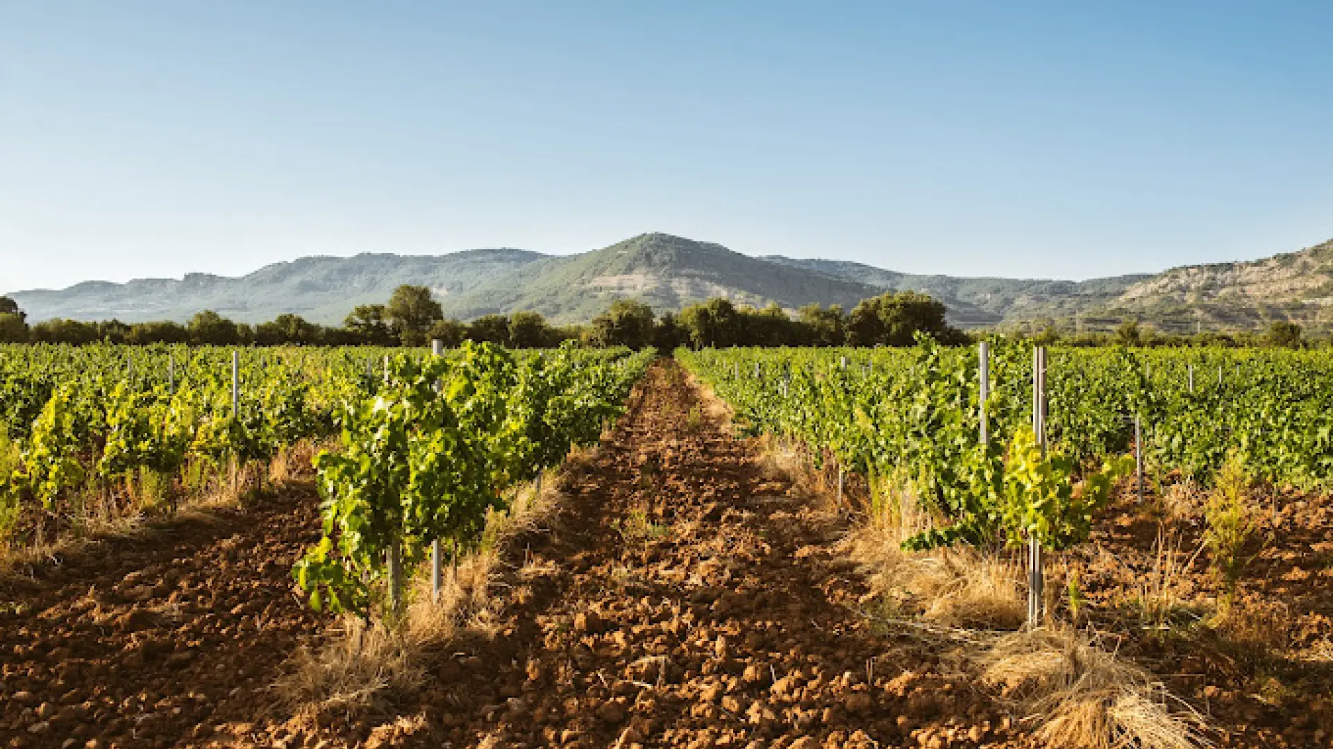 Pago de ayudas directas por superficie por doce millones