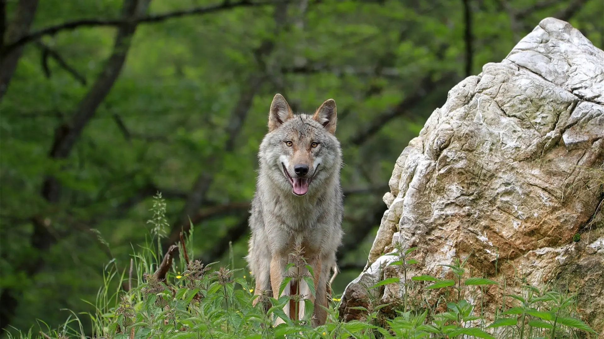 La UE confirma que pedirá rebajar la protección internacional del lobo ...