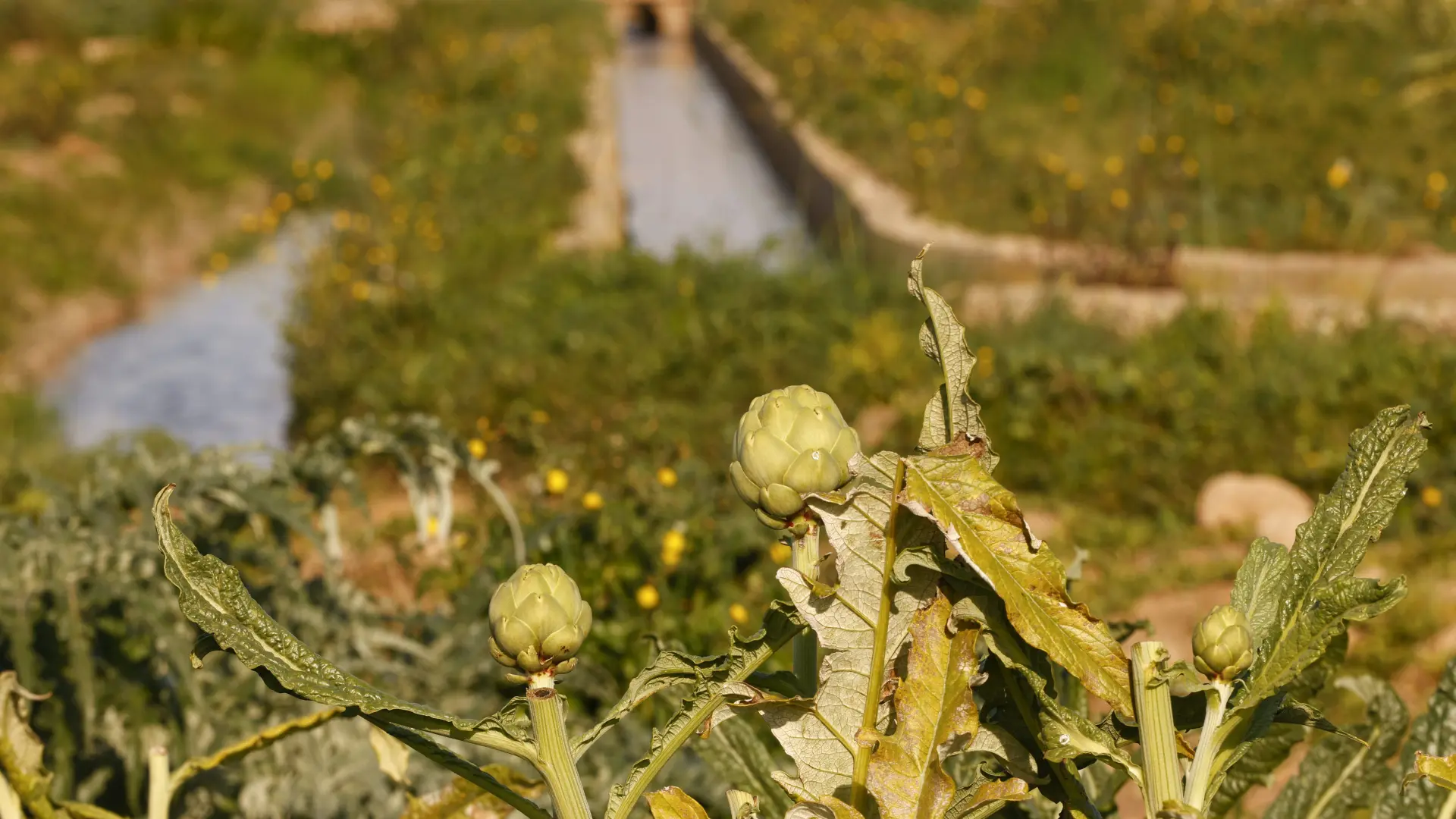 Cataluña declara emergencia por sequía en 202 municipios y en las áreas ...
