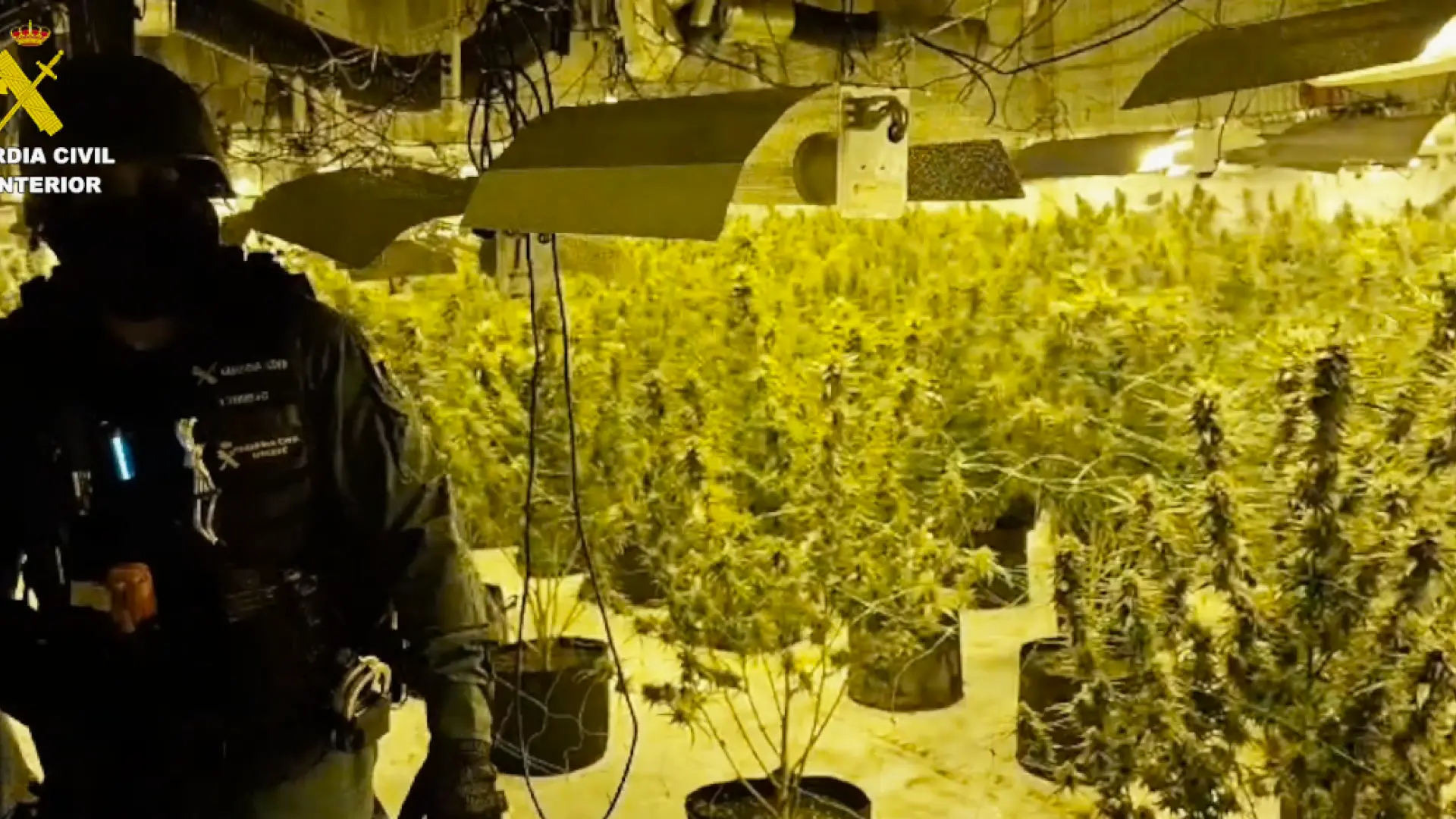 Detenidos en Fraga y en Velilla de Cinca con más de 500 plantas de marihuana