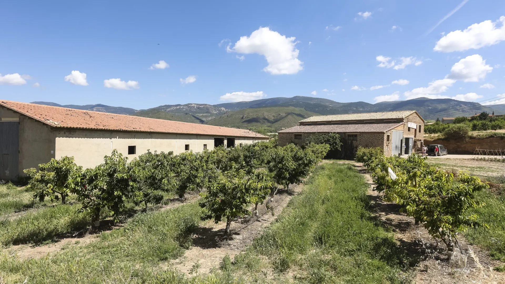 Bolea, el pueblo con la cereza en el corazón de todos sus habitantes