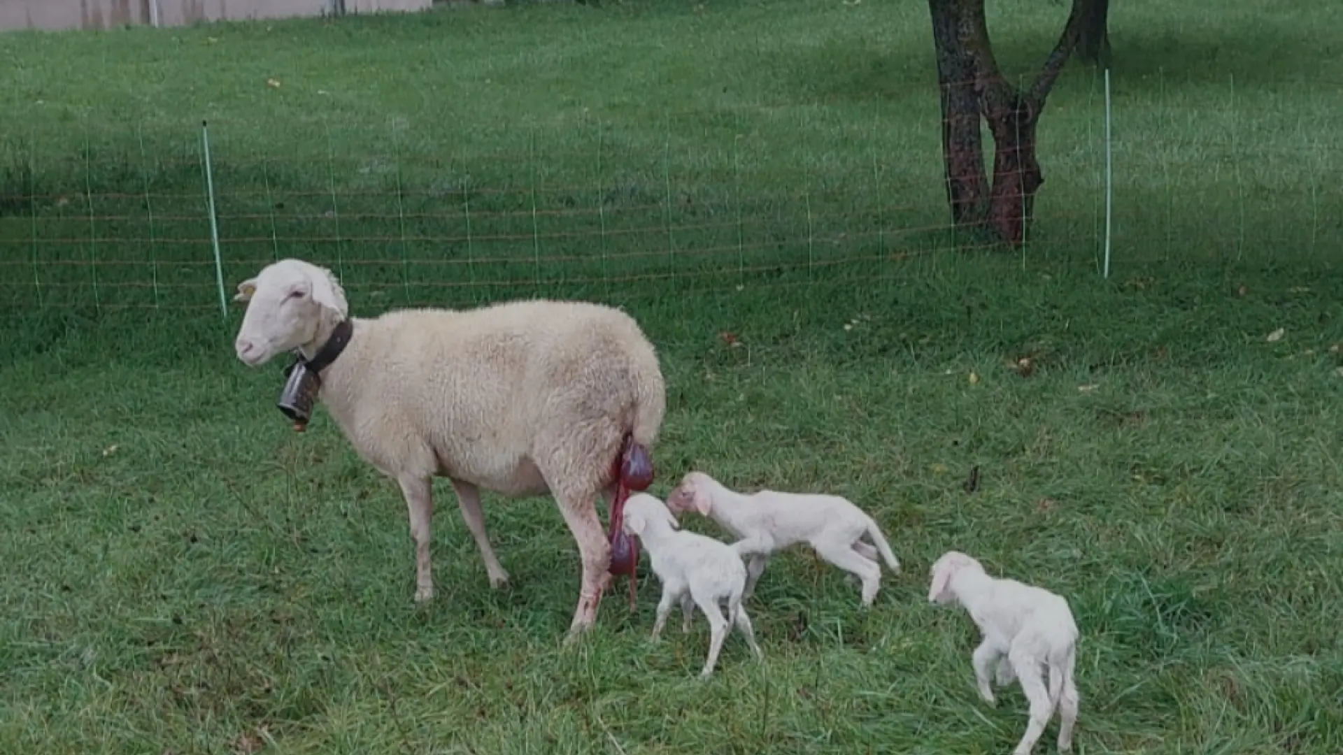 Una oveja de un ganadero de Yebra de Basa pare cuatro corderos en un ...