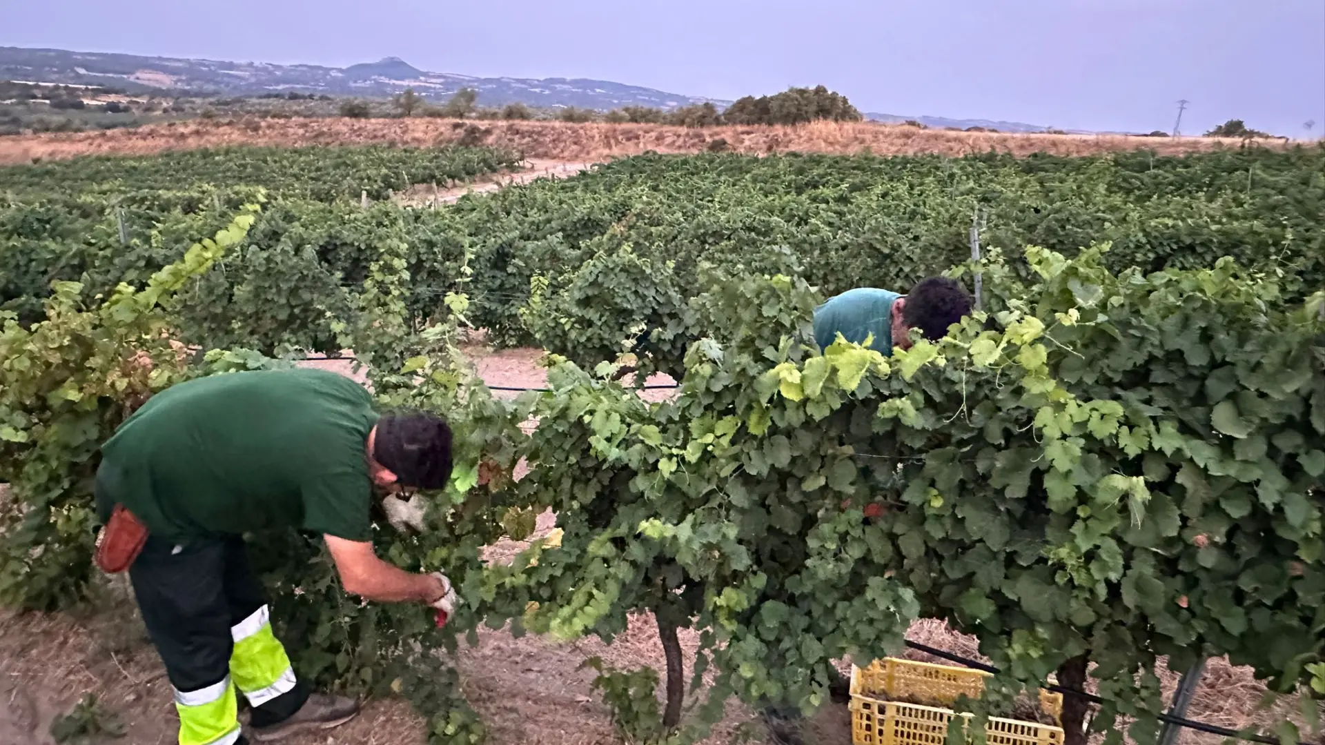 Somontano Social trabaja en la vendimia de Bodegas Mipanas