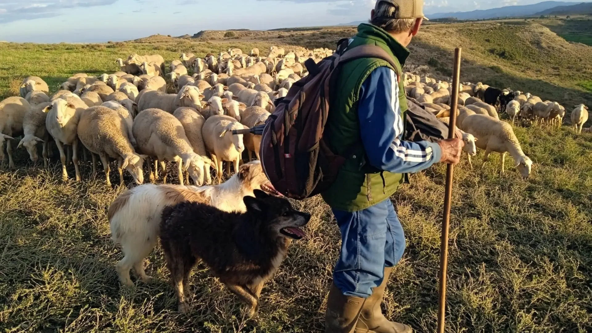 Bolea Brosed, referente en la genética de la Rasa Aragonesa