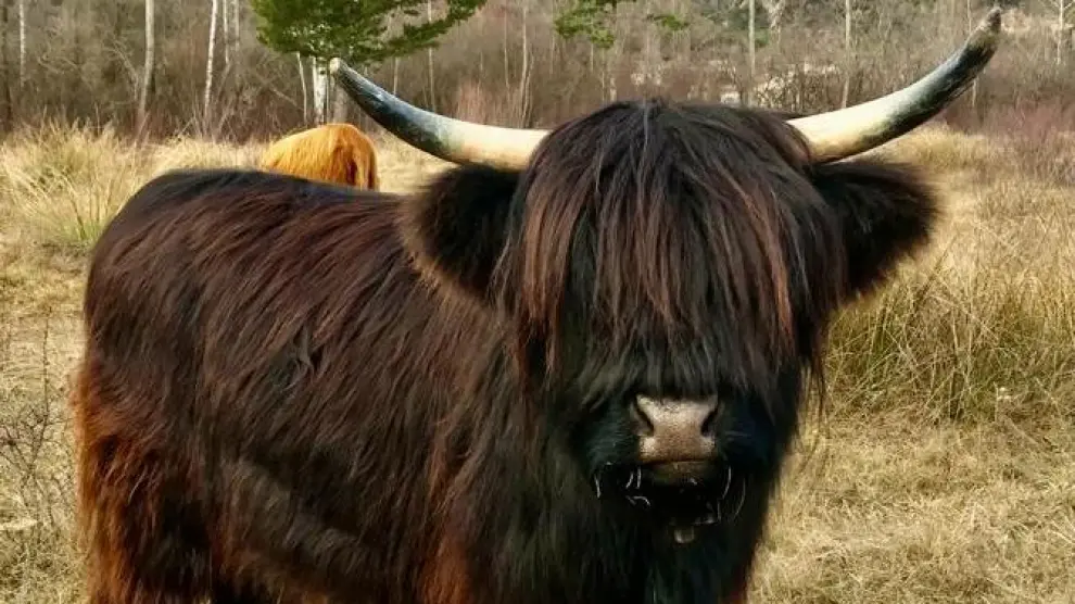 Las vacas escocesas Highland se adaptan al pastoreo en Orós Bajo