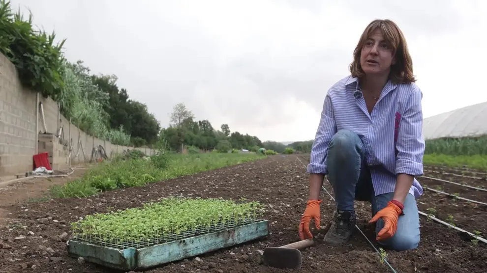 ¿Ya sabes cómo cuidar tu planta de albahaca para el próximo San Lorenzo?