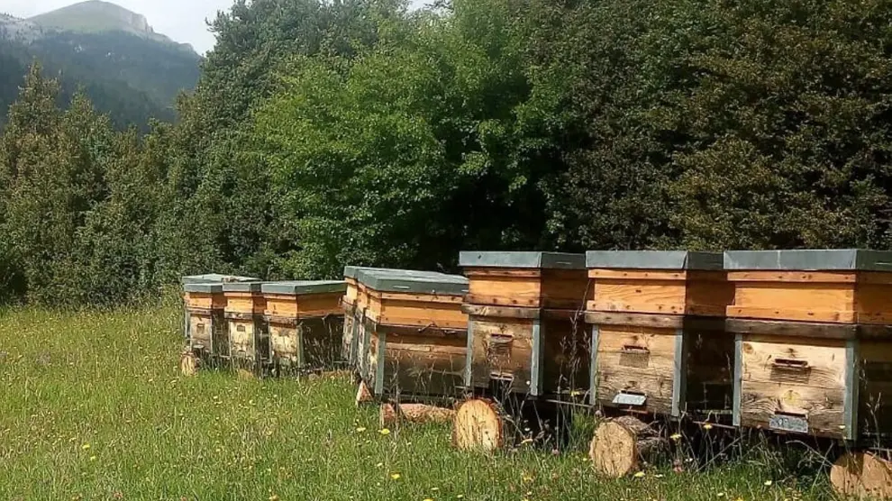 Azpe García, apicultura: “Estamos teniendo muy buena cosecha en la miel de alta montaña”
