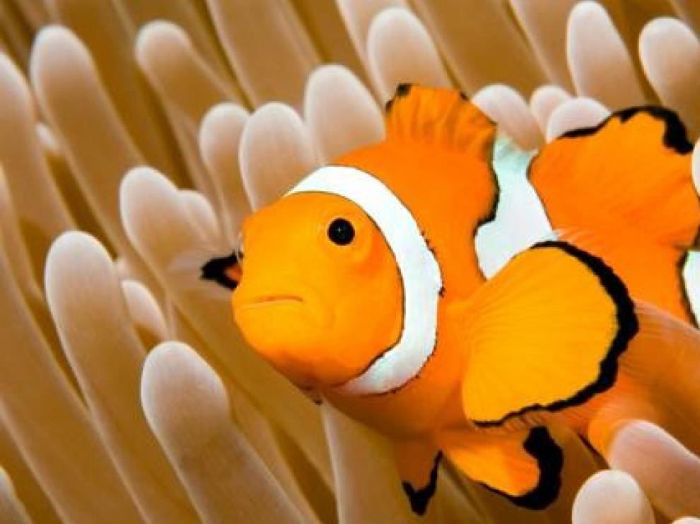 El pez que inspiró Buscando a Nemo percibe y usa luz ultravioleta