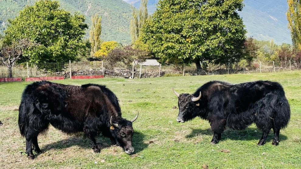 Una ganadería de Orós, la primera del país en tener yaks domésticos