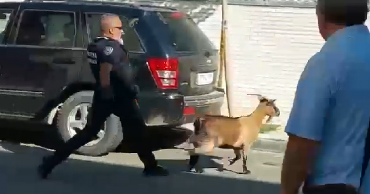 Una cabra se pasea por Huesca hasta que es atrapada por la Policía Local y los Bomberos