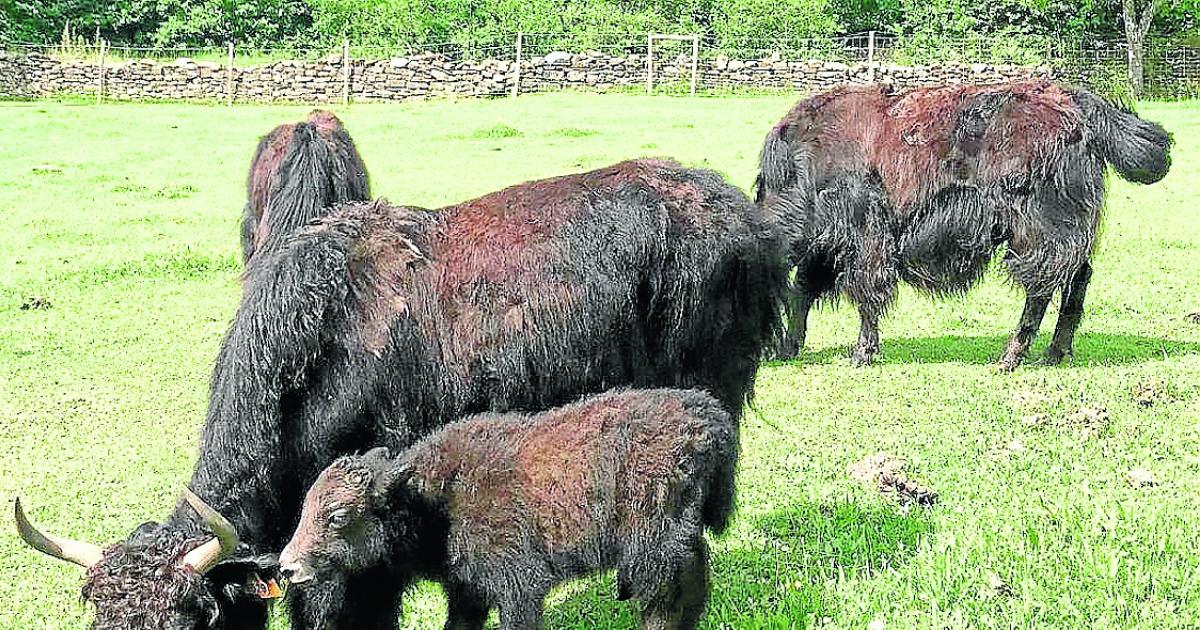 Borda Matías trabaja para crear un núcleo reproductor de yaks en Orós