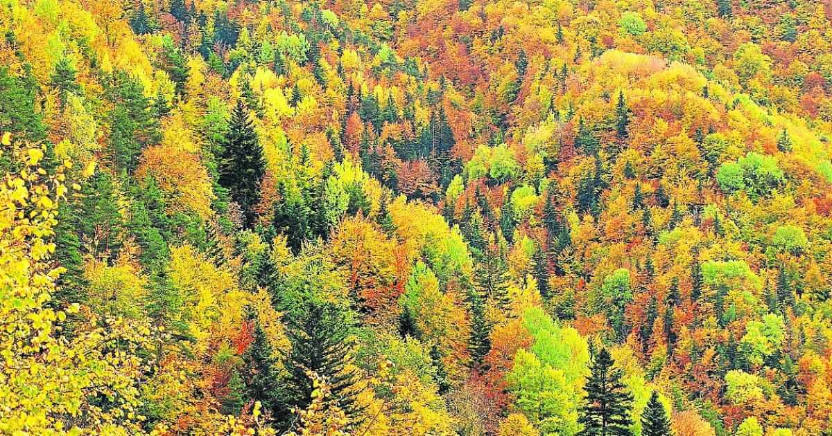Los mejores bosques de la provincia para disfrutar de la magia del otoño