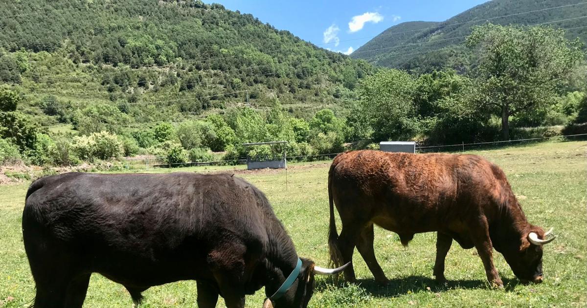Los bueyes Serranos de Teruel llegan a Orós como “producto diferenciado”