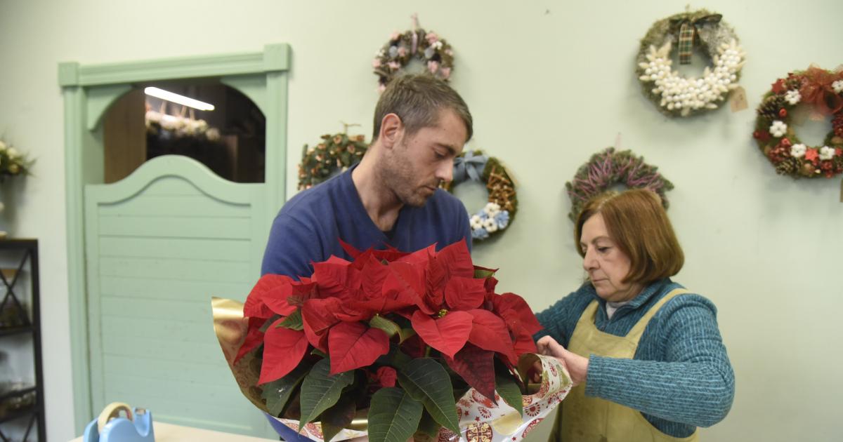 La Flor de Pascua, una planta tan vistosa como “señorita”