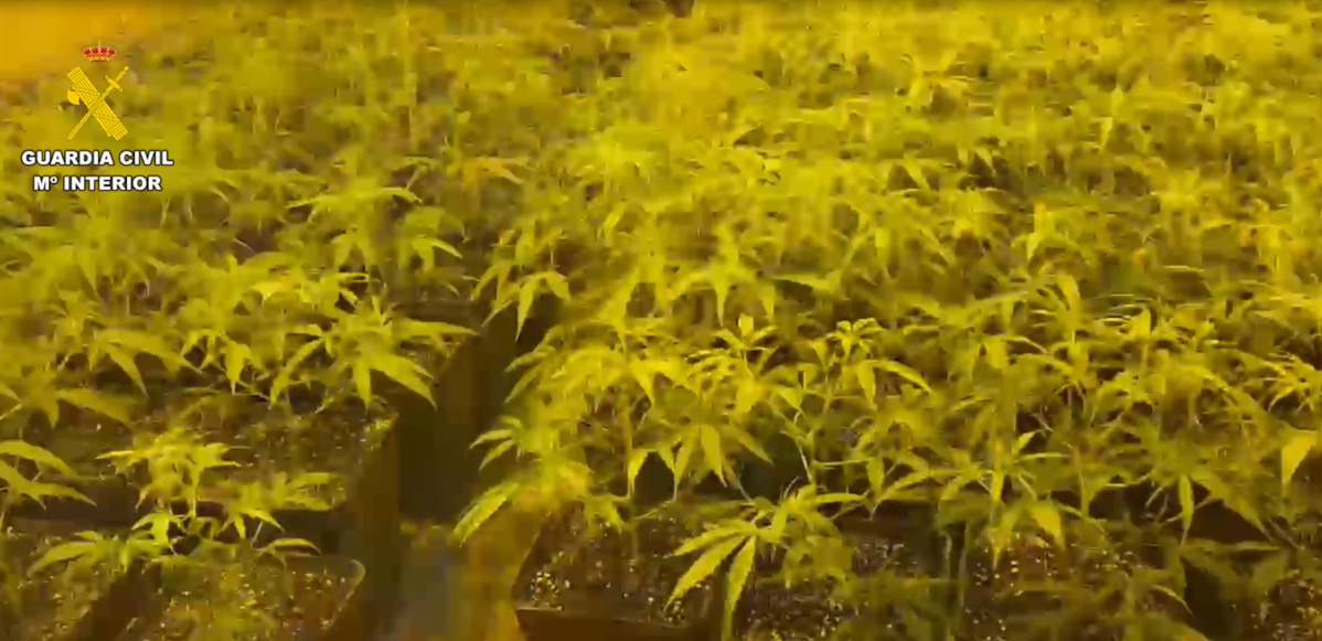 Desmantelan una plantación de cannabis en una nave de Fraga