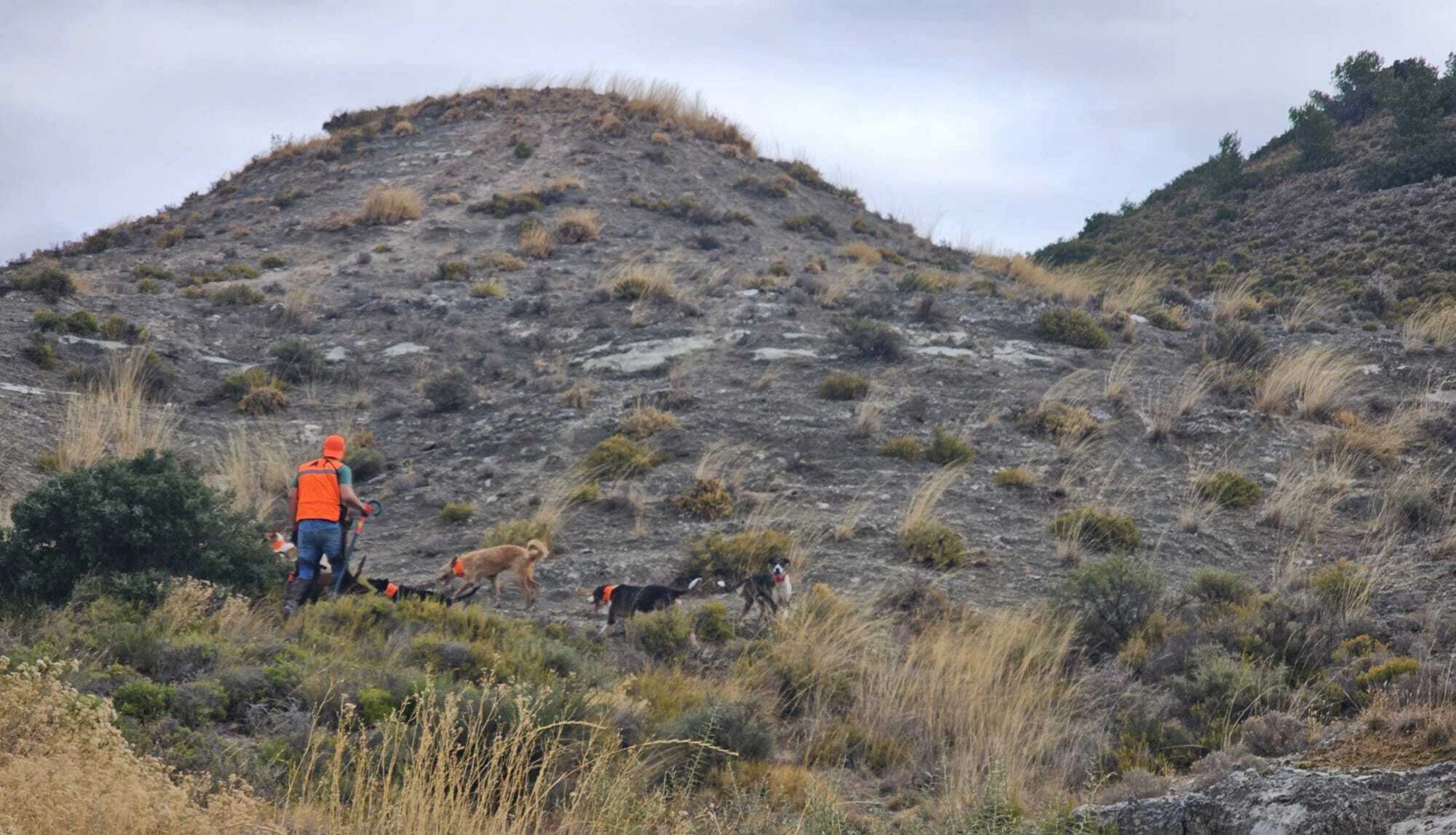 La Federación Aragonesa de Caza confía en que las medidas ante la PPA sean efectivas