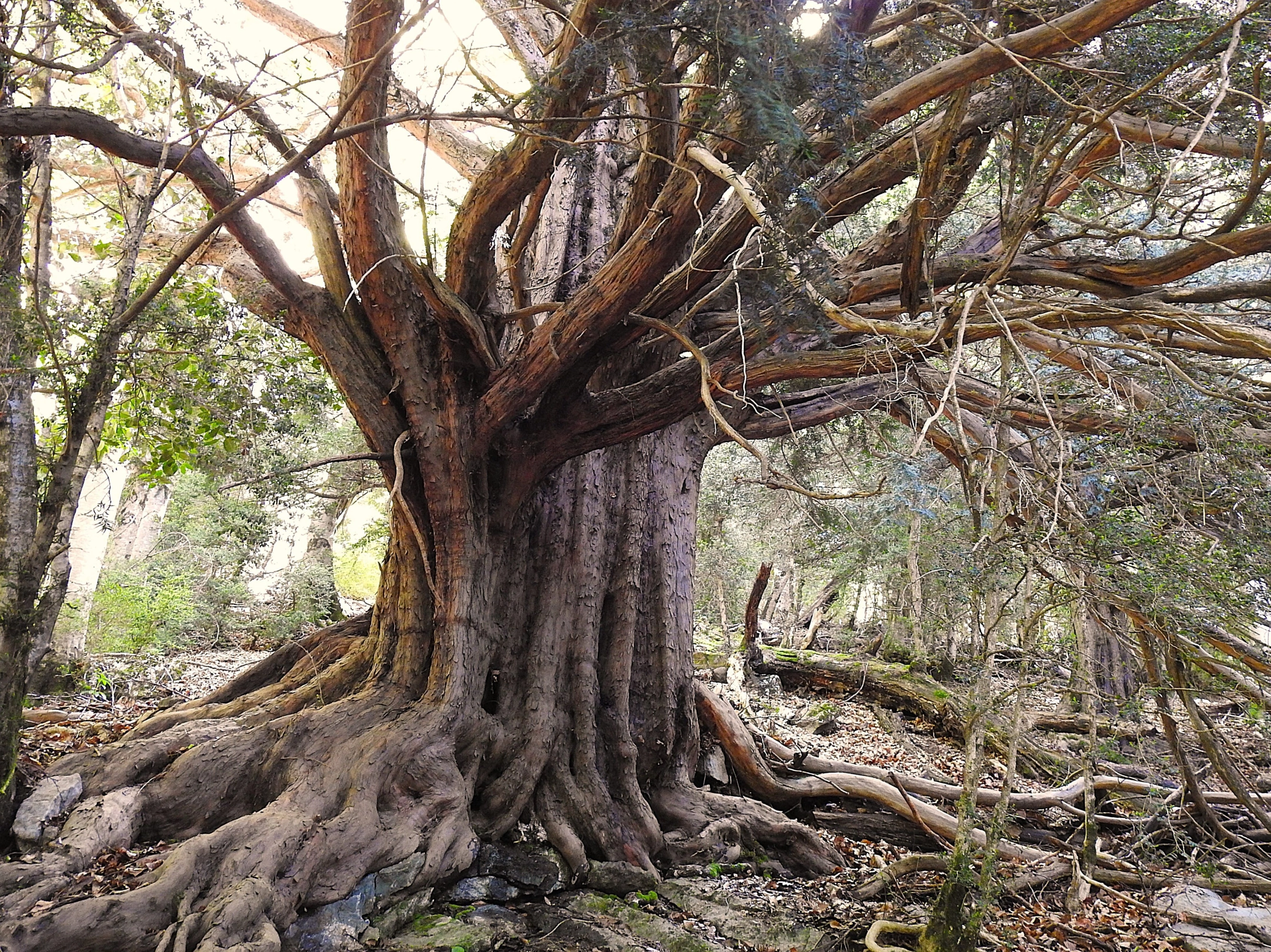 Árboles singulares, patrimonio natural 'enraizado' en el territorio